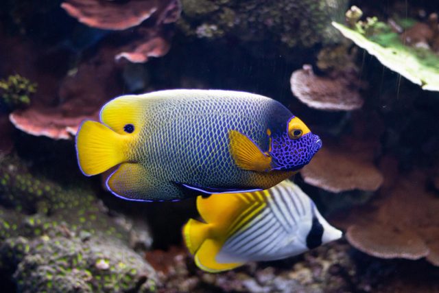 7 Low Maintenance Fish With Pictures